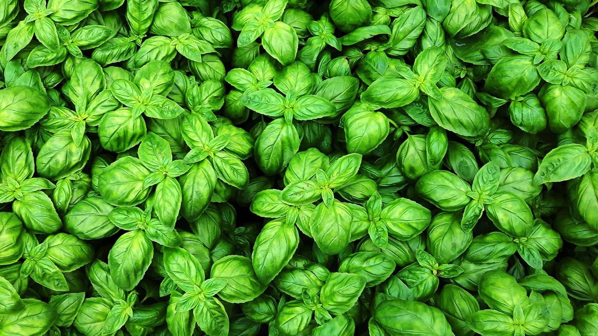 🌿 Basil (Ocimum basilicum) Seeds – Alexisflowerfarm
